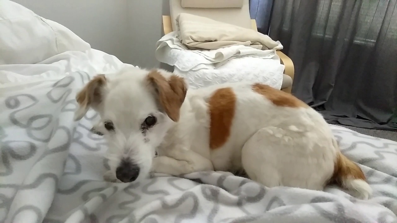 Scooby 19 year old Jack Russell - YouTube