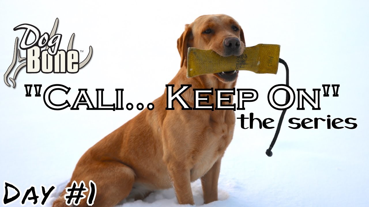 "Cali... Keep On" A Bird Dog Training Series | Ep: #1 - YouTube