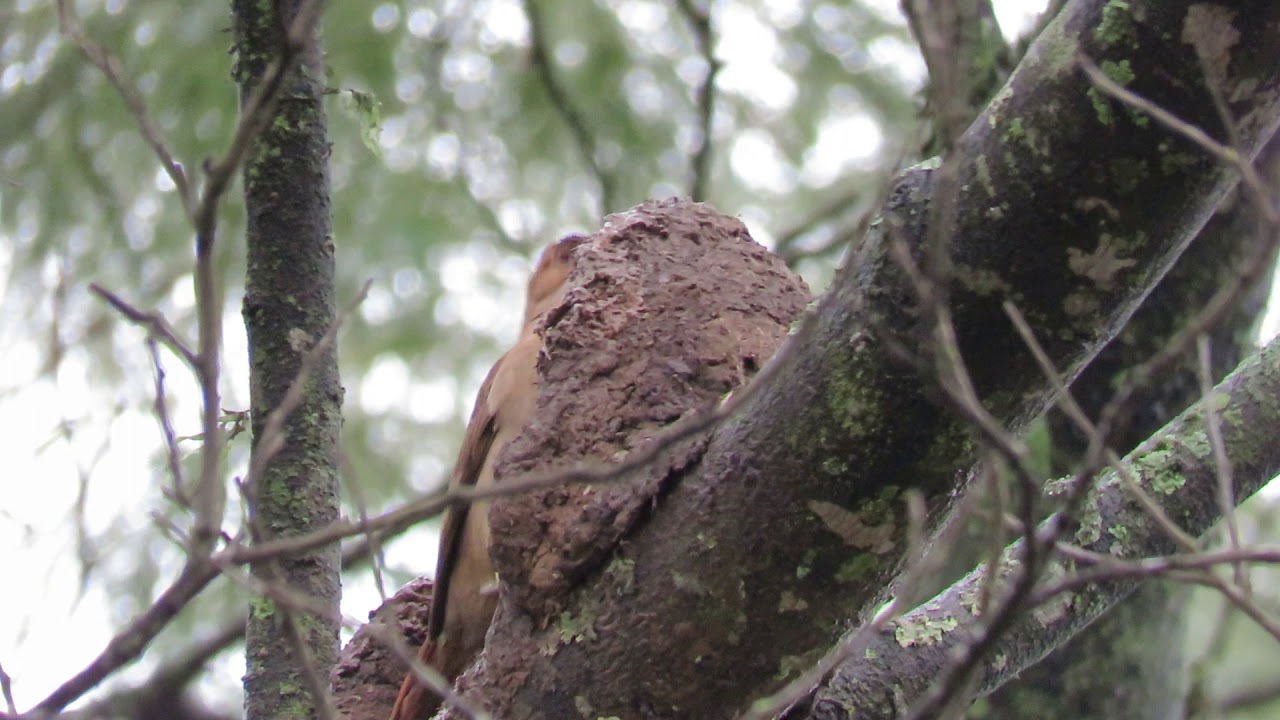 Hornero común, Rufous hornero, Furnarius rufus - YouTube