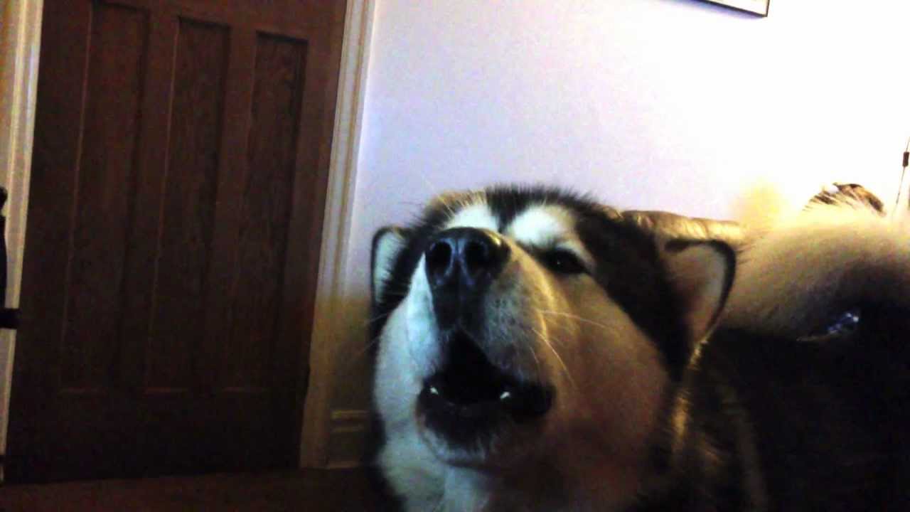 Hudson the Alaskan Malamute howling at Sansa the Puppy - YouTube