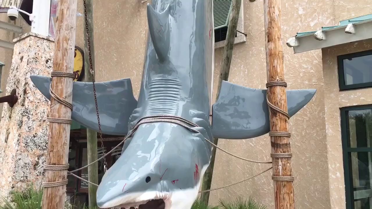 I Caught A Great White Shark in Destin FL =) - YouTube