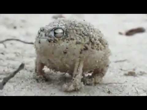 Jung´s Frog Burp :-) - YouTube