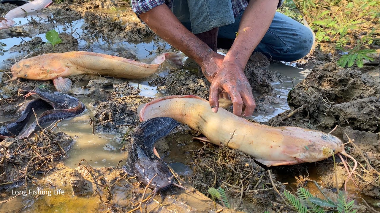 Amazing fishing Found A lot Fish, technique fish catching Catfish in ...