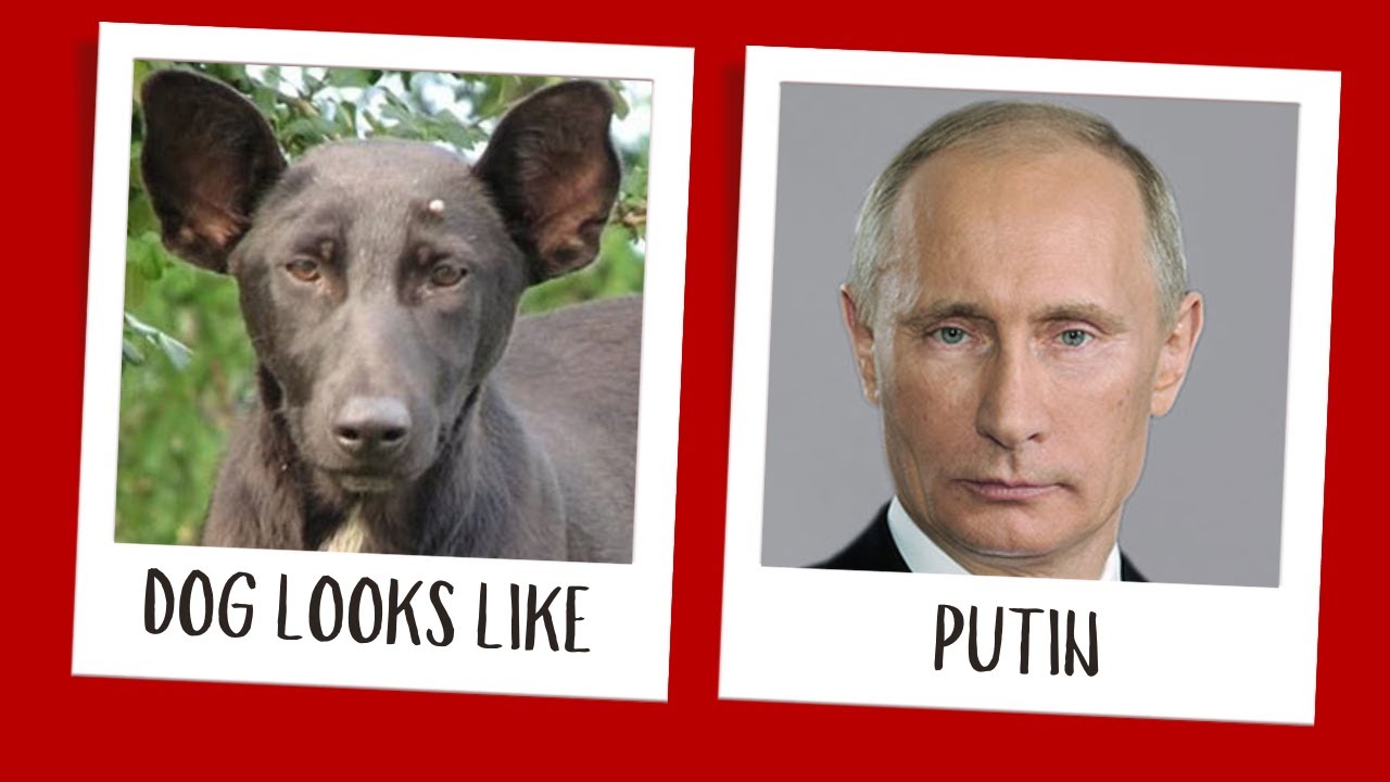 Celebrity Doppelganger Animals – Celebs & Their Animal Lookalikes ...