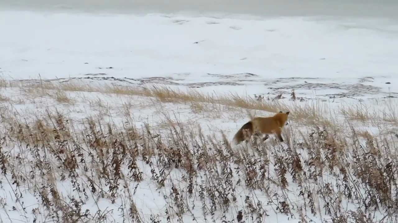 A Red Fox on the Tundra - YouTube
