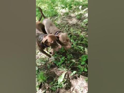 маленькая палка, на двоих 🤣🤎🤍 - YouTube