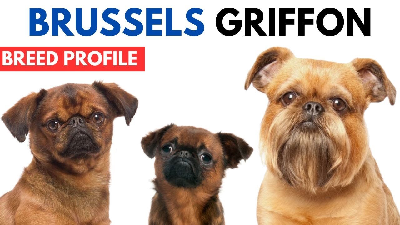 Brussels Griffon Breed Profile History - Price - Traits - Brussels ...