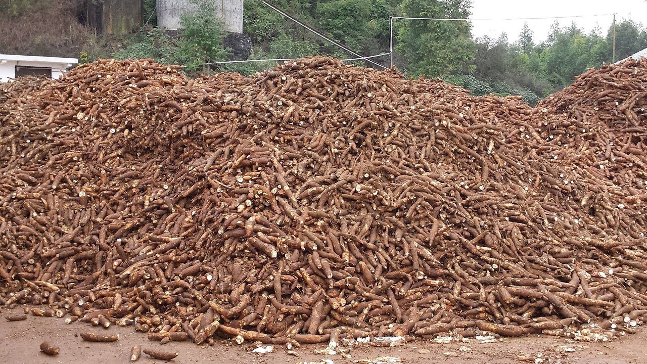 Cassava With Improved Starch YouTube cassava-with-improved-starch-youtube