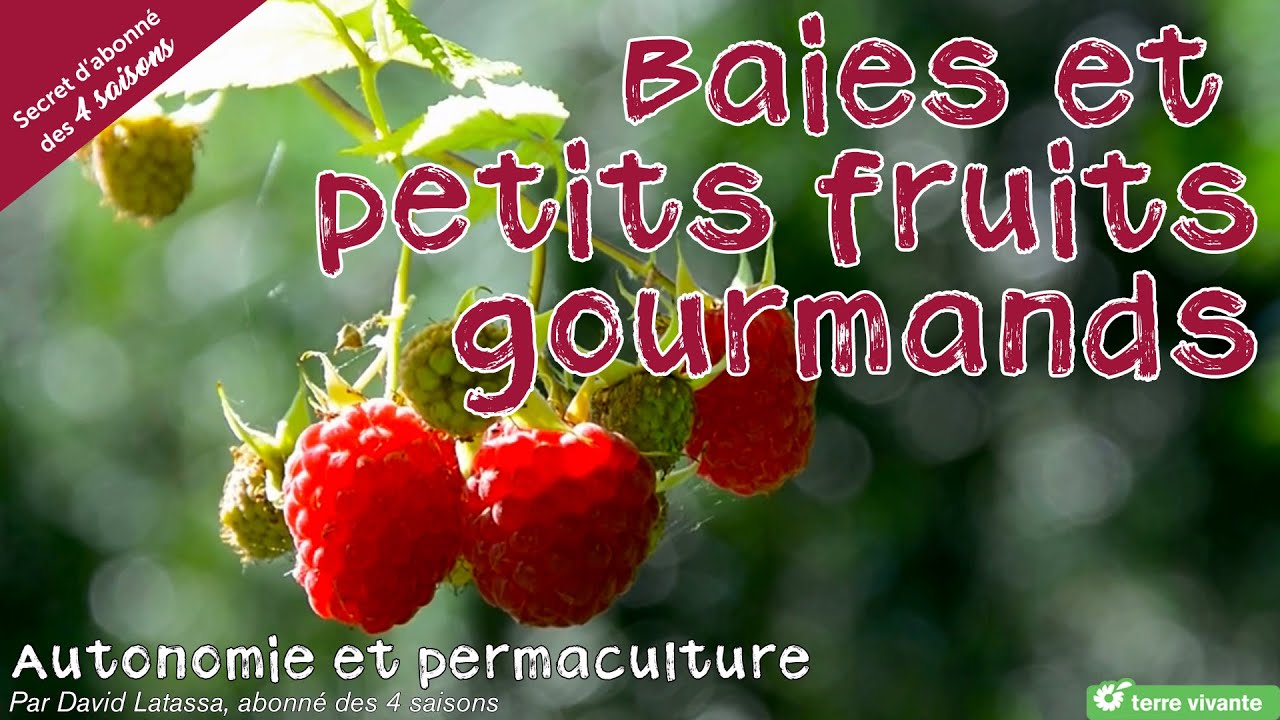 Baies et petits fruits gourmands au jardin - Autonomie et permaculture ...