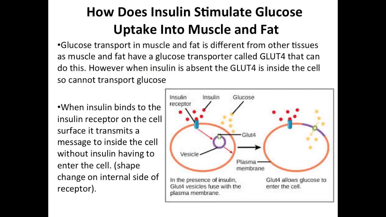glucose homeostasis part 4 - YouTube