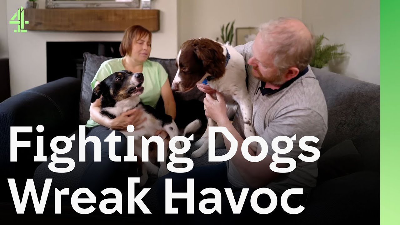 Fighting Dogs Wreak Havoc on Home | Bad Dog Academy 🐶 | Dog Stories ...