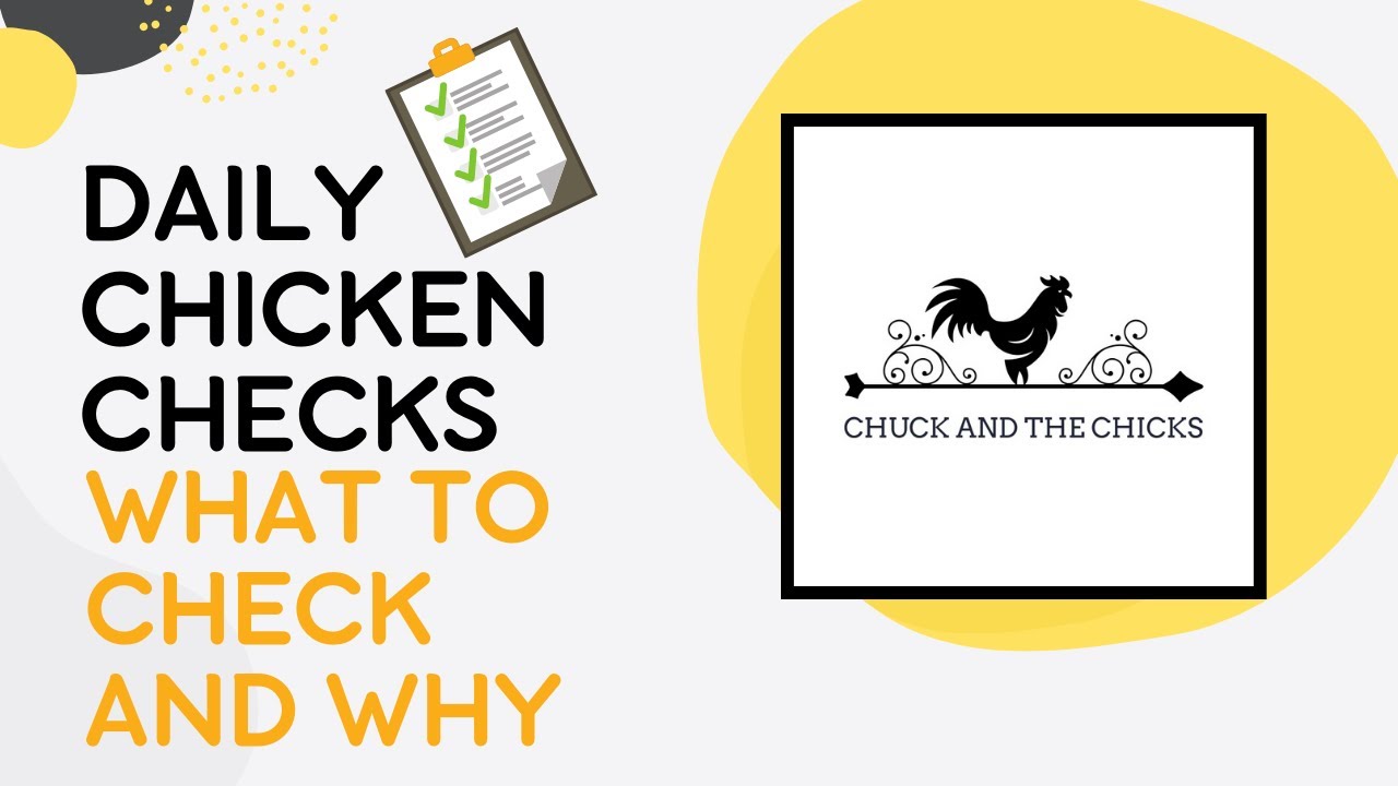 Daily Chicken Checks What To Check And Why - YouTube