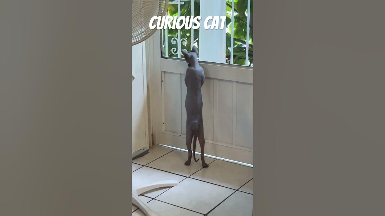 Curious Cat 🐈‍⬛ 🐾 🚀 #curiouscat #catshorts #funnypets #viralcats #bluthesphynx #catsofyoutube ...