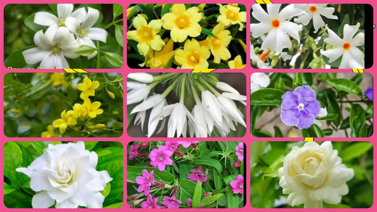 174 - Best 30 Varieties of JASMINE | Famous Around The World - YouTube