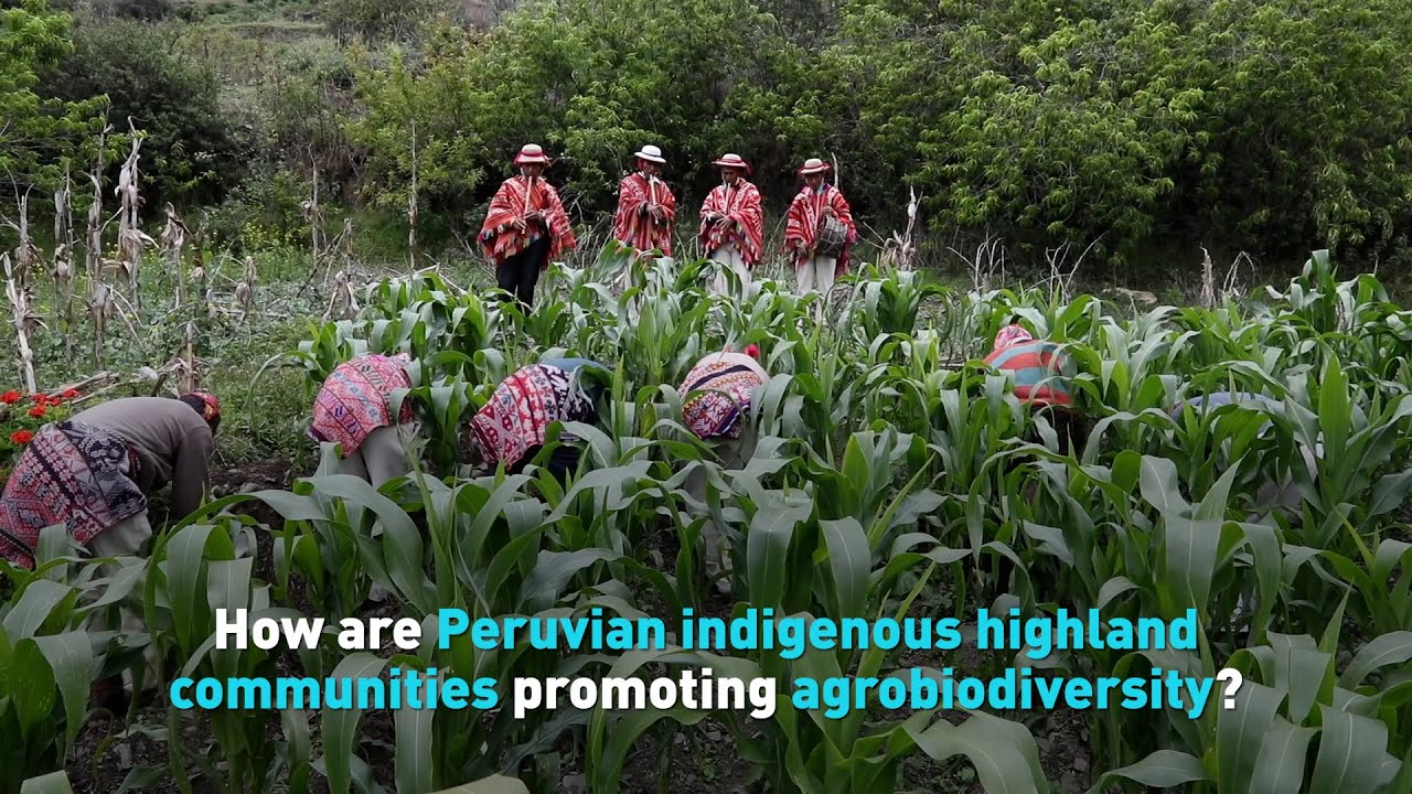 How are Peruvian indigenous highland communities promoting ...