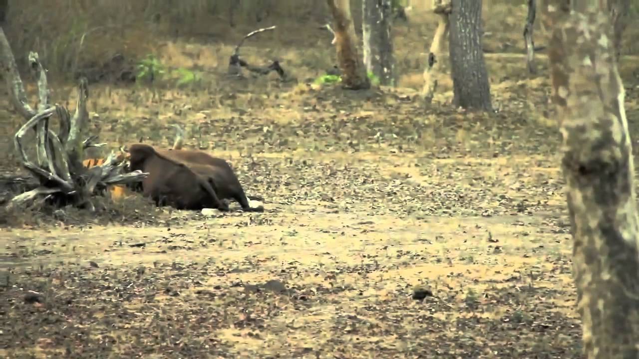 Tiger kills adult Gaur [New Footage] - YouTube