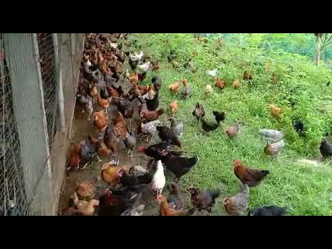 Dp cross chicken is ready for sale 120 rs kg - YouTube
