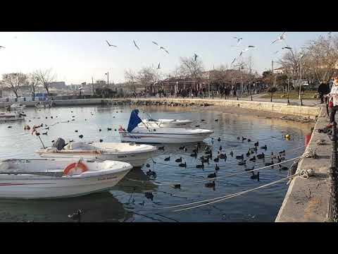 Silivri sahilde KUŞLARA YEM ATARKEN
