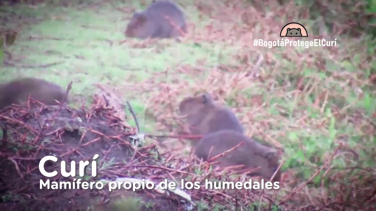 ¡PROTEJAMOS EL CURÍ! - YouTube