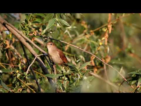 Canlı Bülbül Sesi HD / Common Nightingale