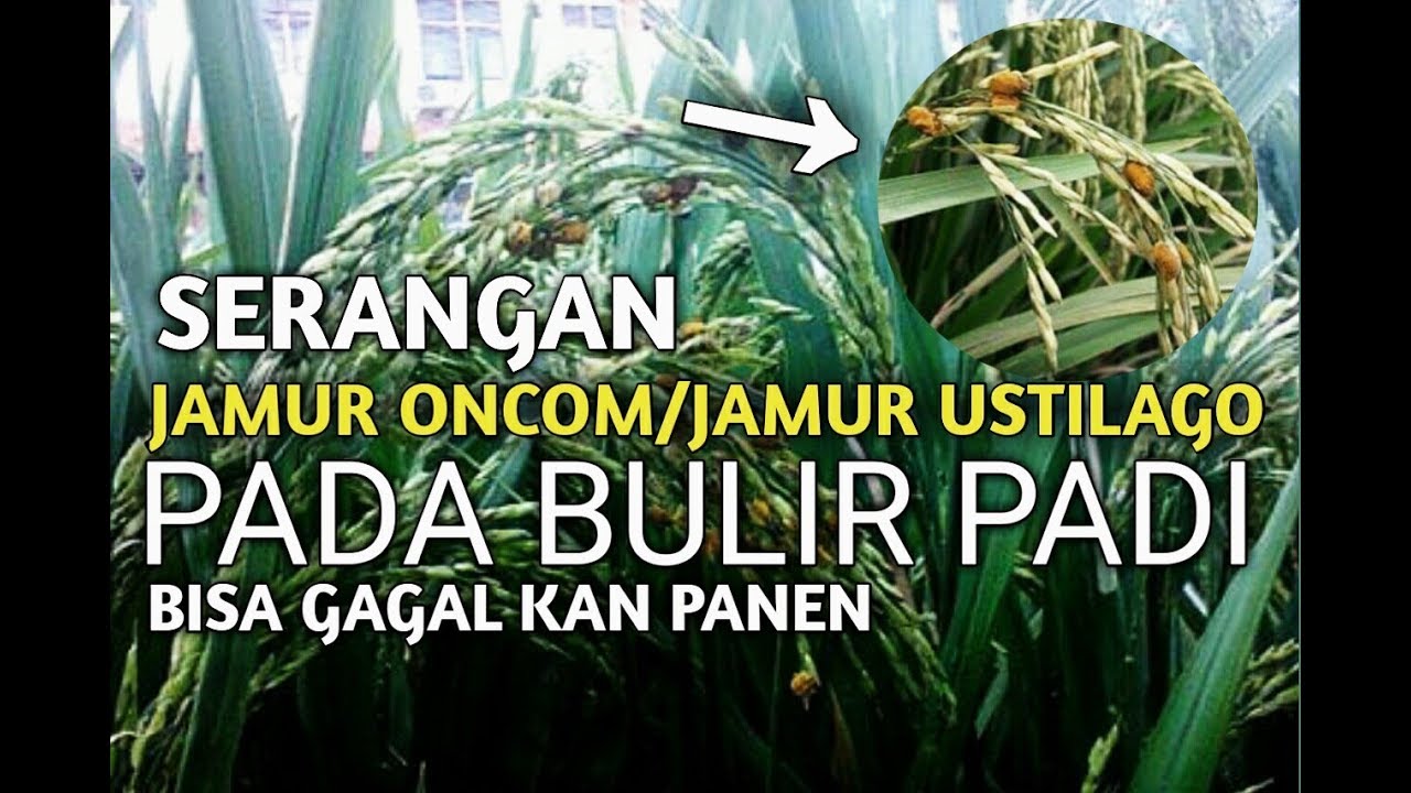 Serangan Jamur Oncom/Jamur Ustilago bisa gagal kan panen - YouTube