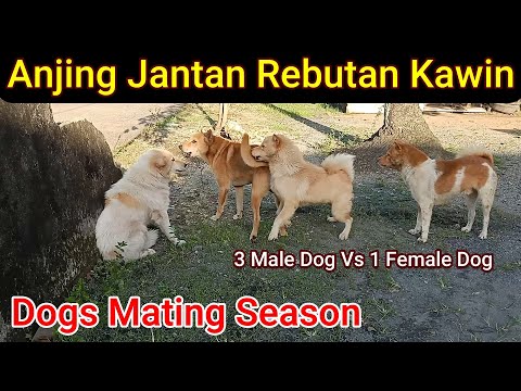 Anjing Jantan Rebutan Kawin (Anjing Kampung) - Dogs Mating Season (3 Male Dog Vs 1 Female Dog)
