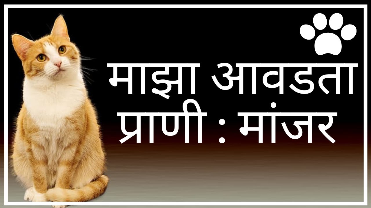 माझा आवडता प्राणी - मांजर मराठी निबंध | Maza Aawadata Prani - Manjar ...
