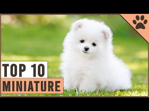 The Top 10 Cutest Miniature Dog Breeds [Complete Guide]