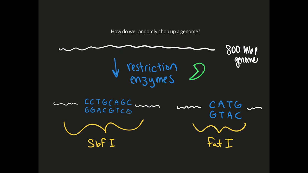 BIO 336 Week 7 Part 1 RAD sequencing - YouTube