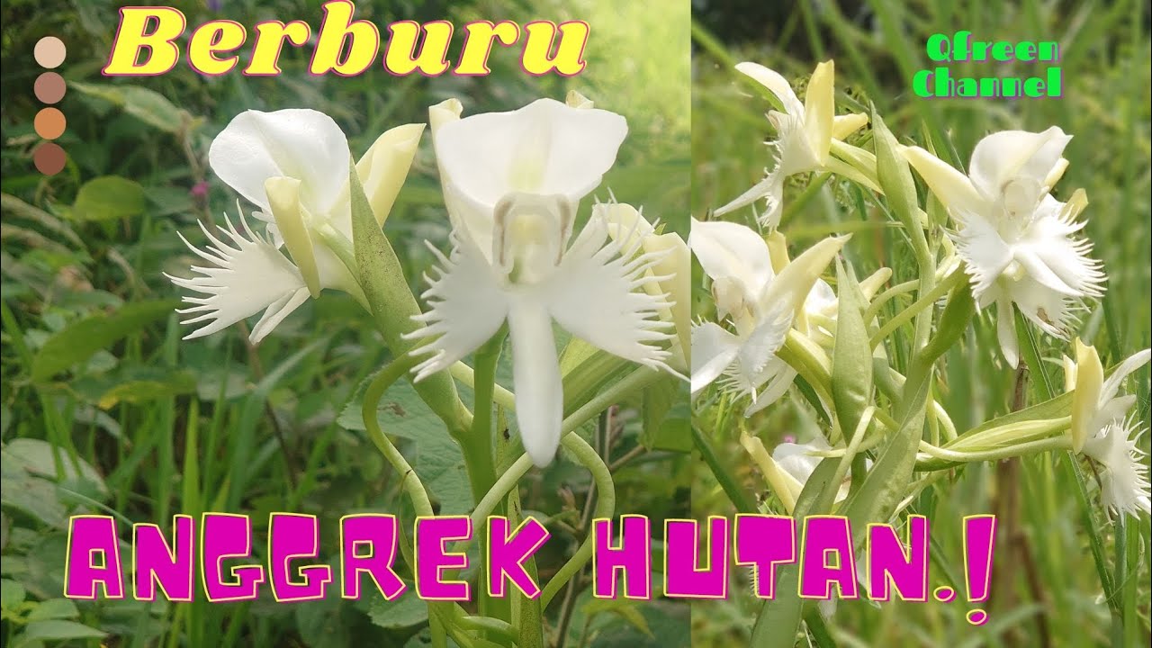 Bunga Langka.! ada yg tahu ini jenis Bunga apa.? - YouTube