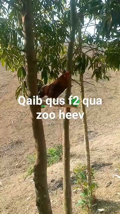 qaib qus f2 qua zoo dib tuaj zo - YouTube