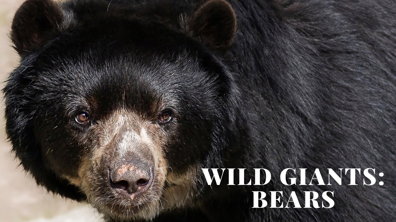 Bears: Wild Giants | The Untold Stories of Nature's Giants - YouTube