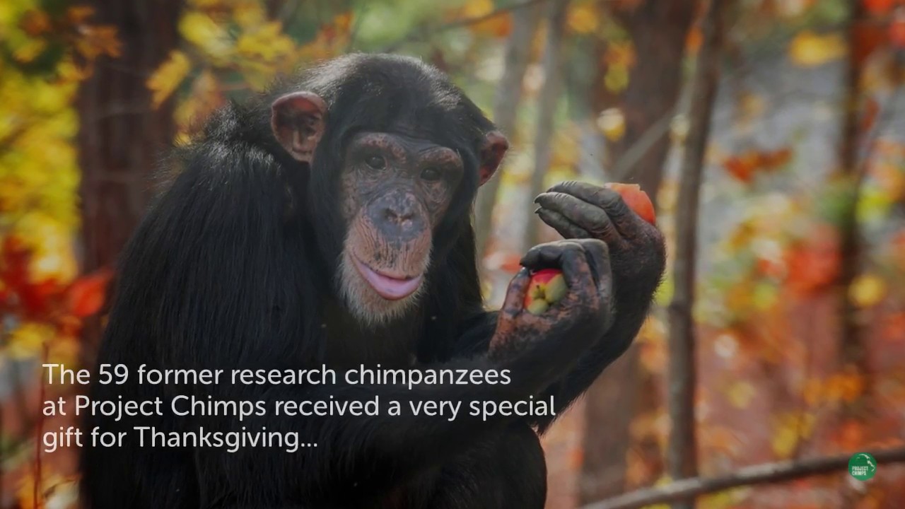 Former Research Chimps Enjoy Vegan Chimpsgiving - YouTube