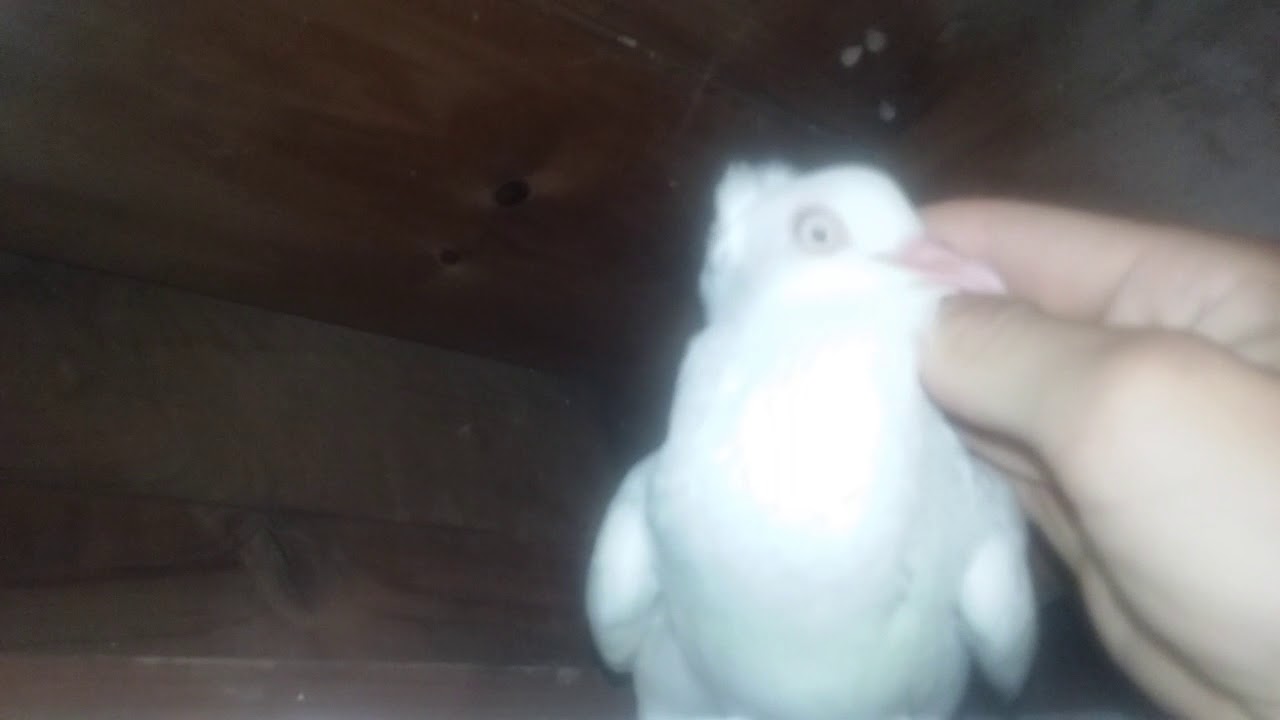 Pet pigeon playfully biting - YouTube