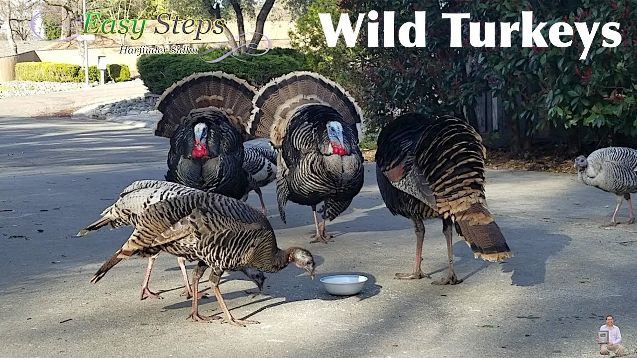 Wild Turkey Shows Up On Our Driveway | Unexpected Guests Arrived - YouTube