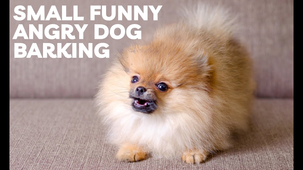 Small Angry Dog Barking - 23 Seconds - YouTube