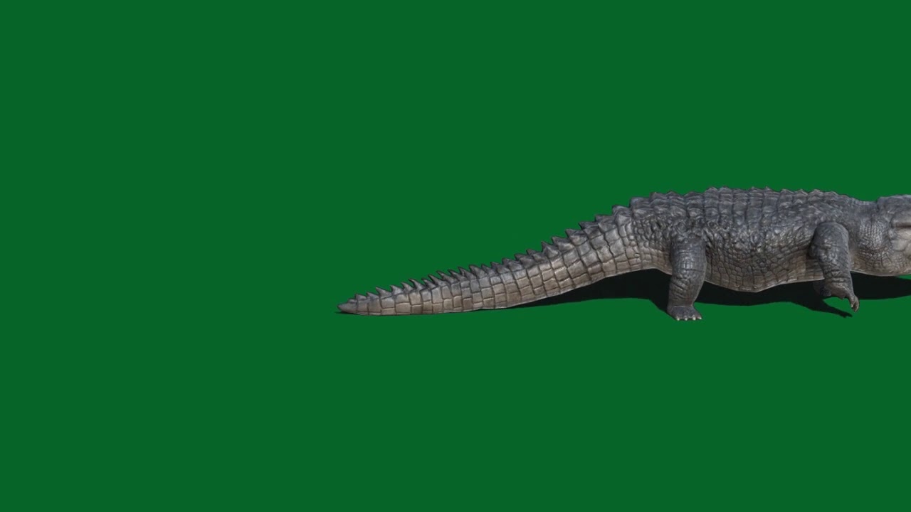 crocodile green screen animation video made by V.R green screen - YouTube