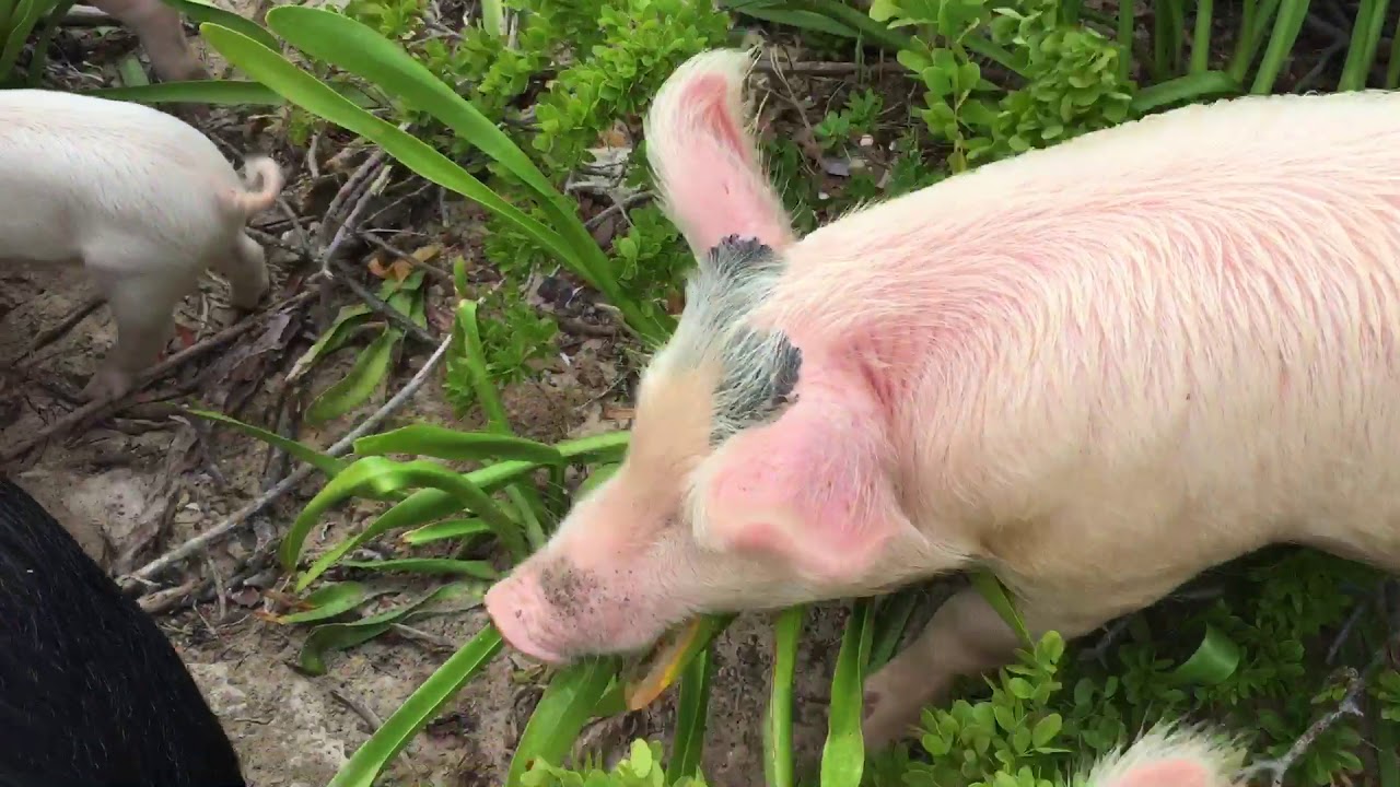 Aggressive Caribbean pigs - YouTube