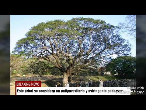 El Guamuchil y sus propiedades curativas - YouTube