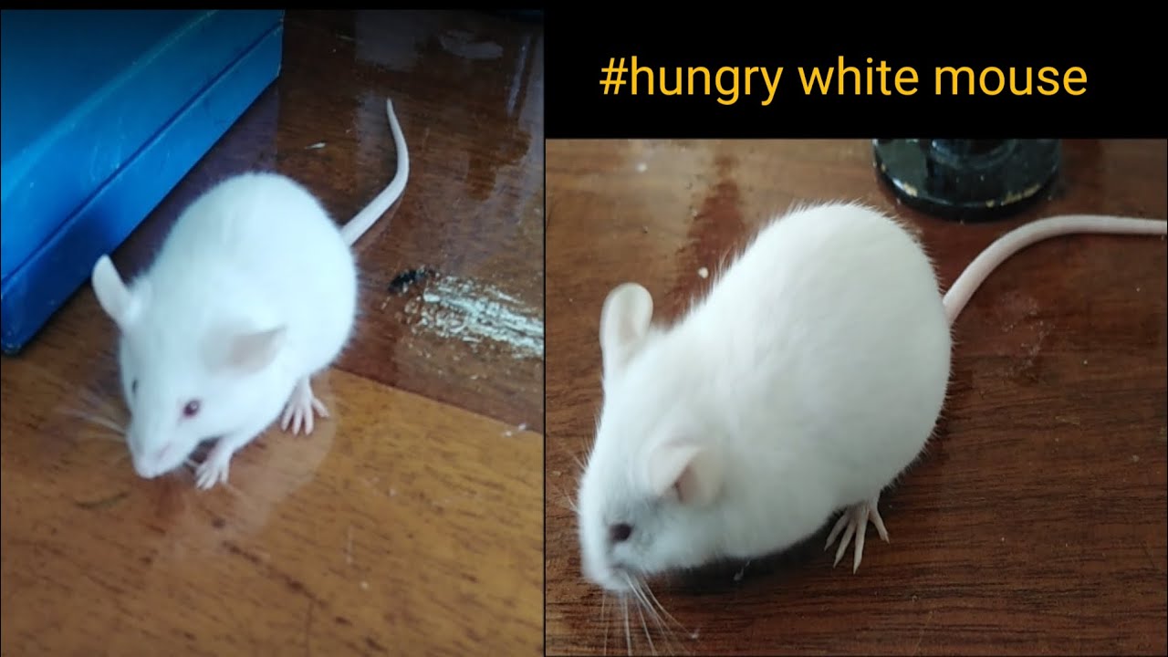 hungry mouse cries for #food!!! #mouse #rat #raymondtreasure - YouTube