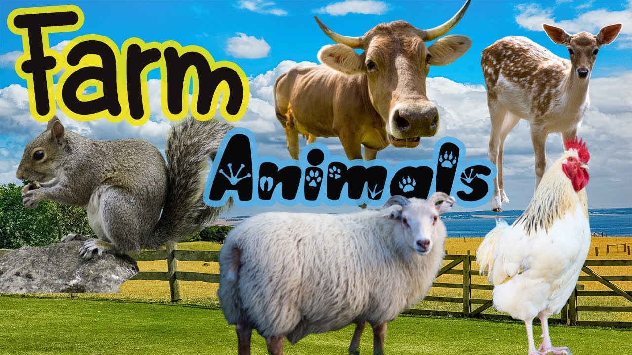 Farm Animals Eating Their Food | Sheep Cow Goat Bull Camel Squirrel ...