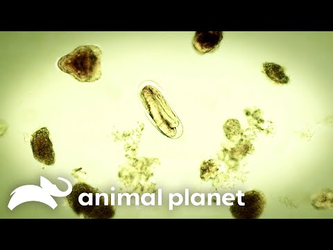 An Infectious Worm Infiltrates A Woman's Stomach | Monsters Inside Me | Animal Planet
