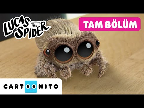 ÖRÜMCEK LUCAS | Seni Göremiyorum | TAM BÖLÜM | @CartoonitoTurkiye
