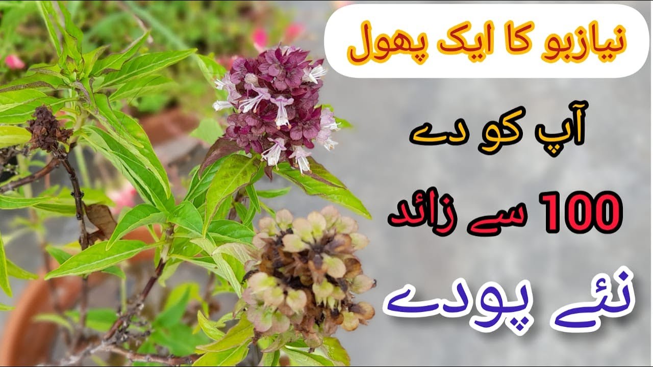 Niazbo || sweet basil care tips by Coco's Garden - YouTube