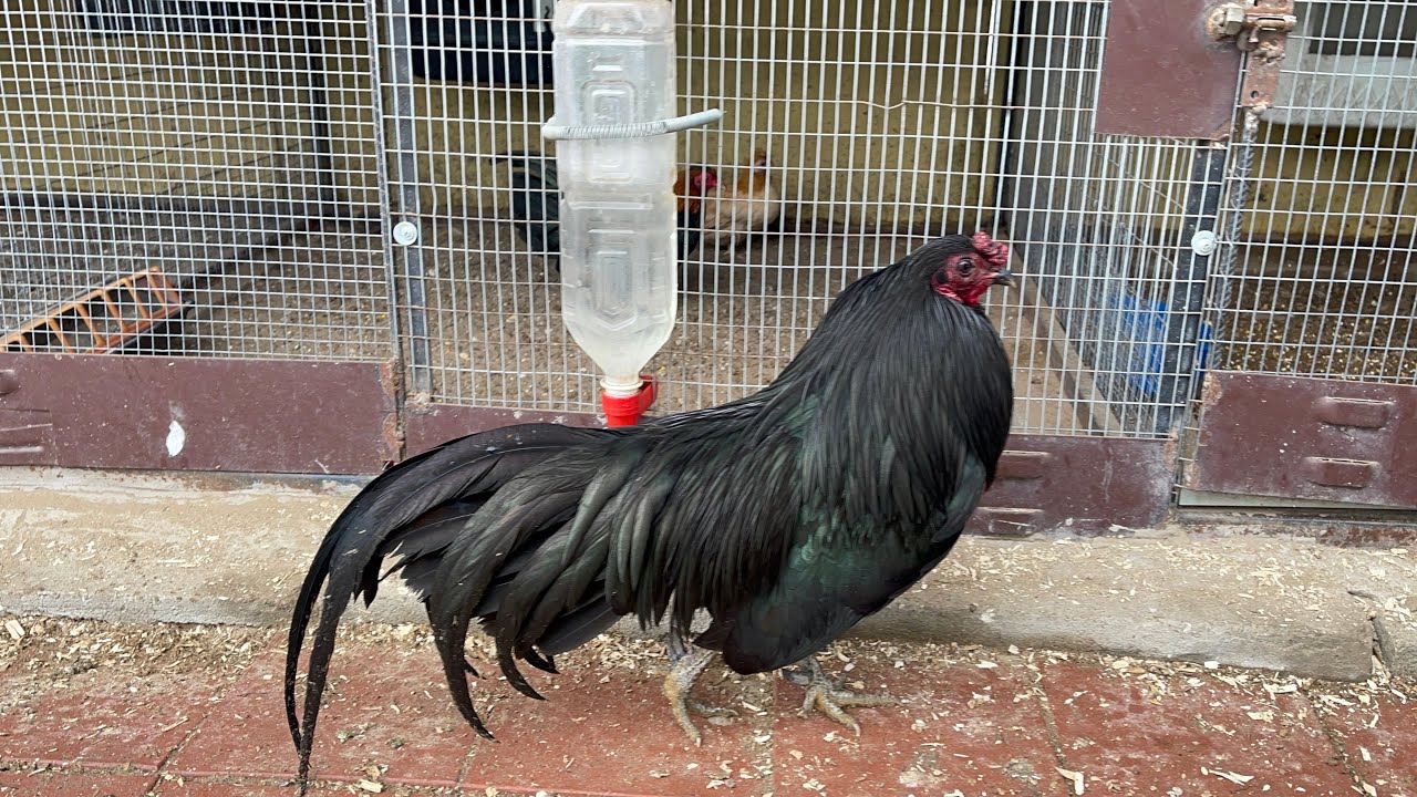Gallo sumatra bantam y un trío para criadero Soriano - YouTube