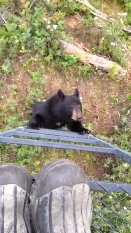 Bear climbing up tree stand! Blue Walleye Outpost - YouTube