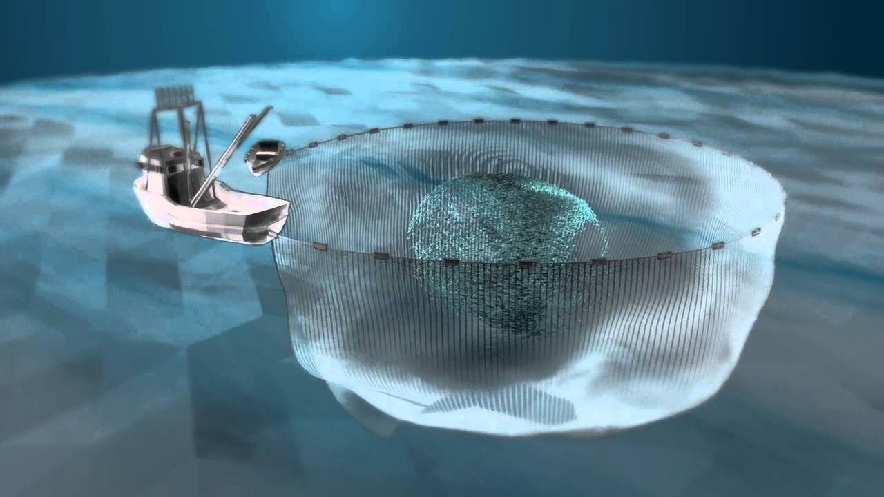 Pew: Forage Fish - YouTube