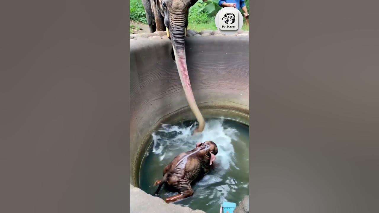 A Mother's Desperate Rescue: Baby Elephant Trapped in a Deep Well # ...