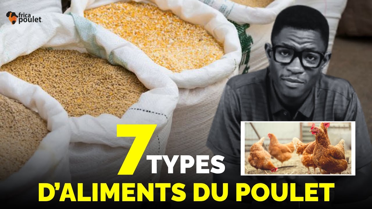 (à connaître) les 7 types D'ALIMENTS DU POULET (fabrication d'aliment ...