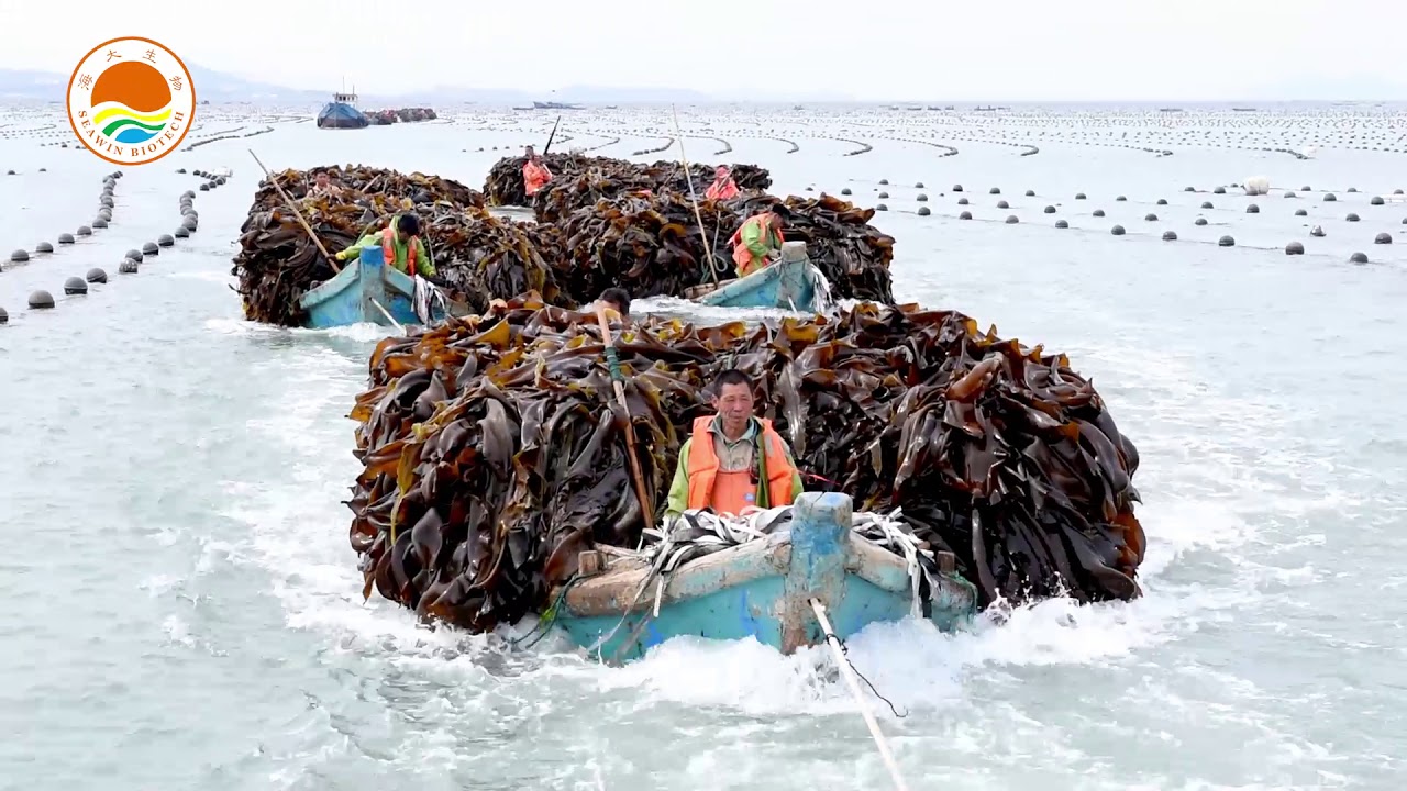 SEAWIN SEAWEED EXTRACTION - YouTube